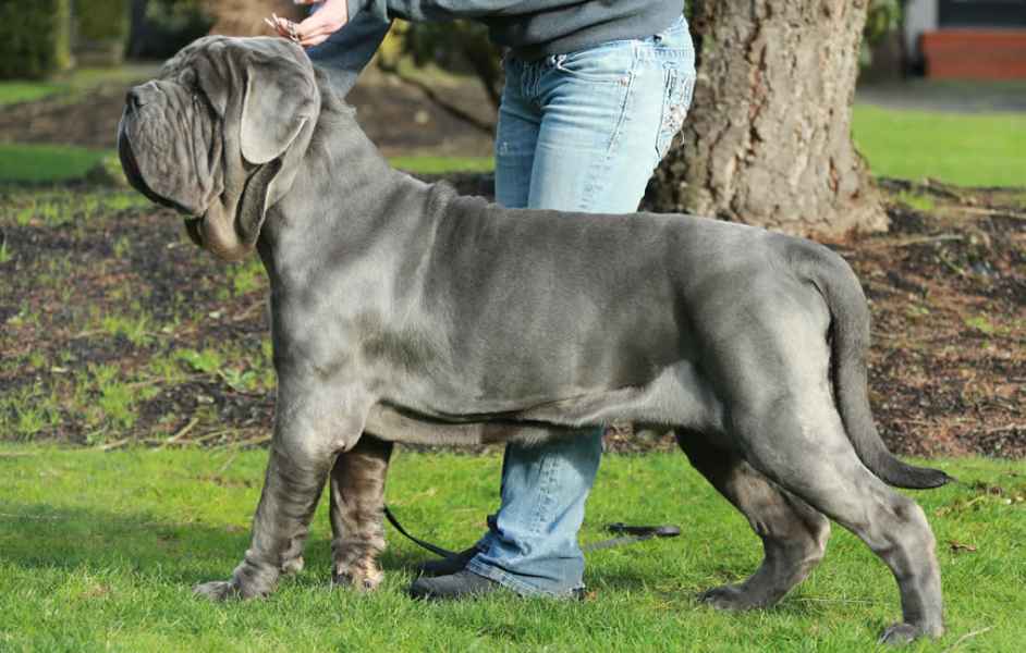 Cinciripini's Mastini │ Neapolitan Mastiff Puppies