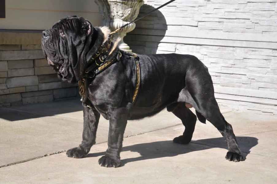 Cinciripini's Mastini │ Neapolitan Mastiff Photo Gallery