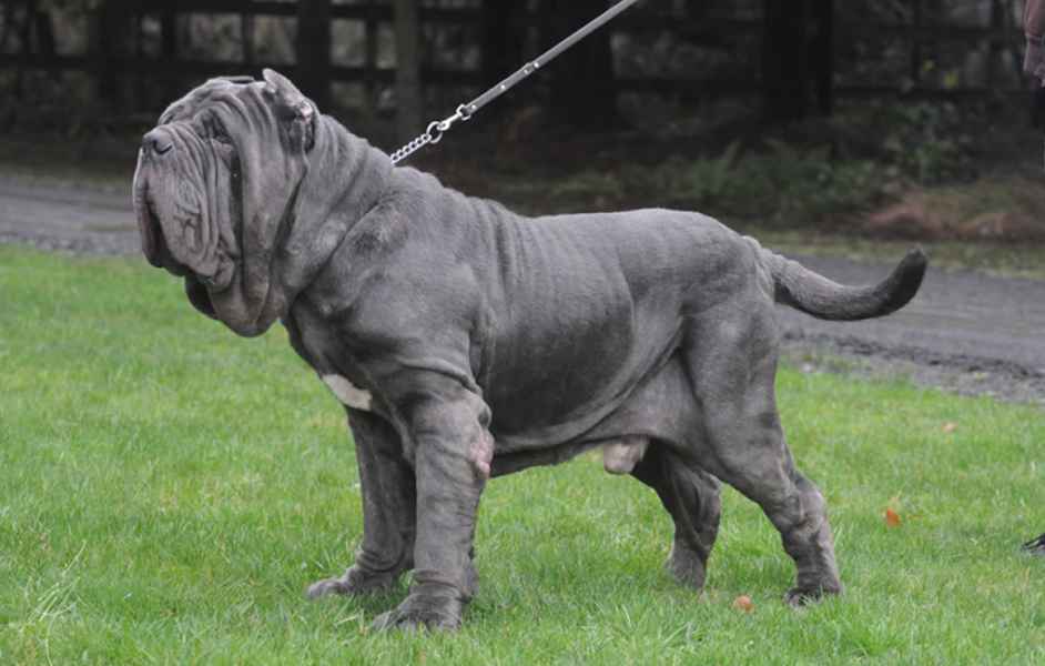 Cinciripini's Mastini │ Neapolitan Mastiff Photo Gallery