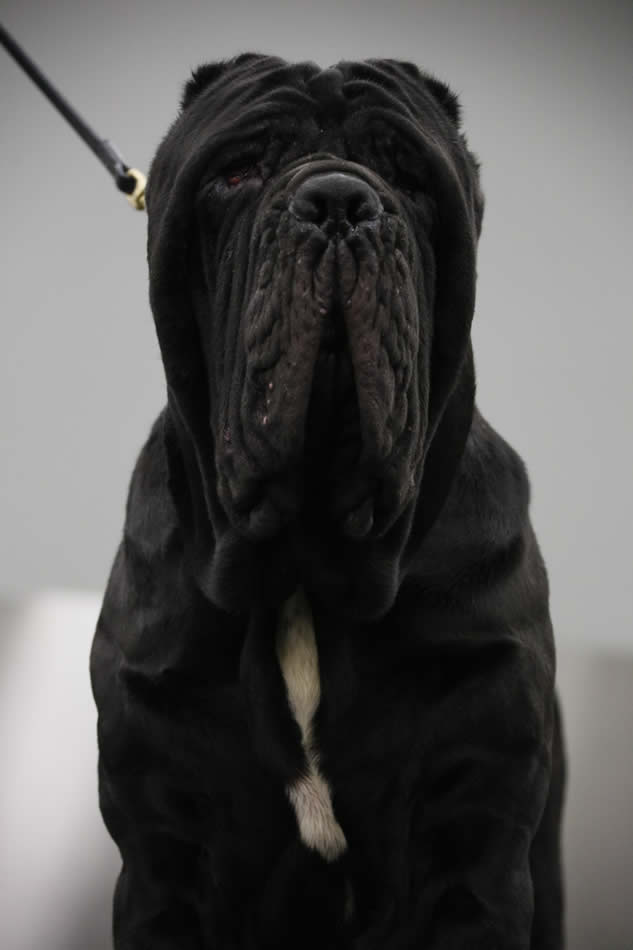 Cinciripini's Mastini │ Neapolitan Mastiff Photo Gallery