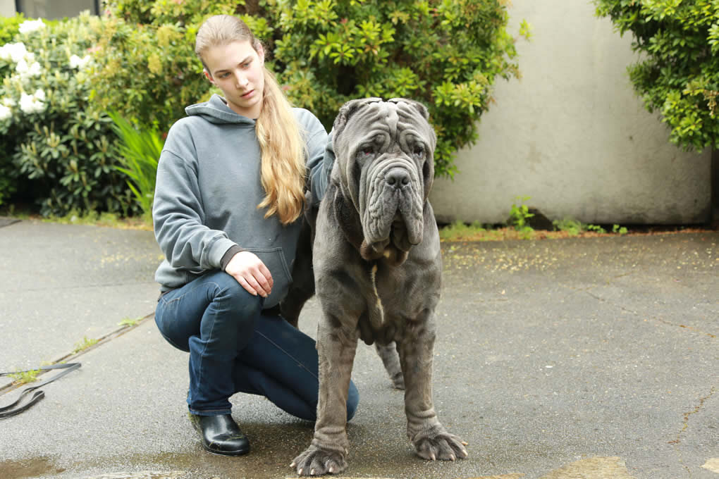 Cinciripini's Mastini │ Neapolitan Mastiff Photo Gallery