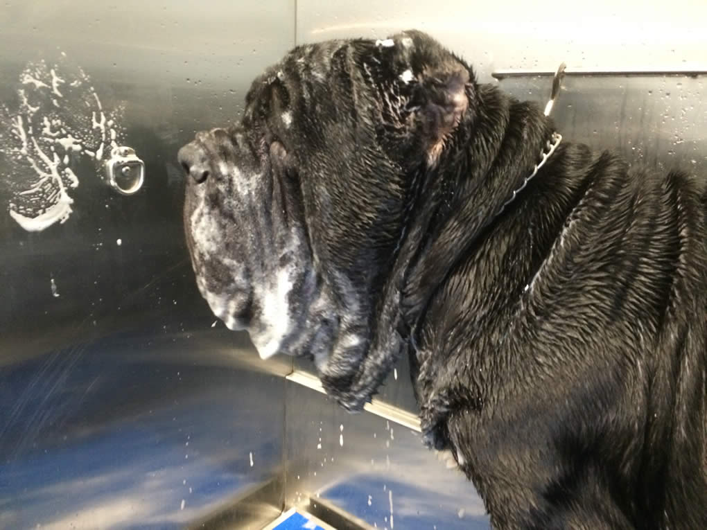 Cinciripini's Mastini │ Neapolitan Mastiff Breeder Est. 1991