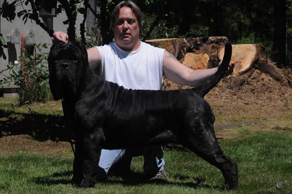 Cinciripini's Mastini │ Neapolitan Mastiff Breeder Est. 1991