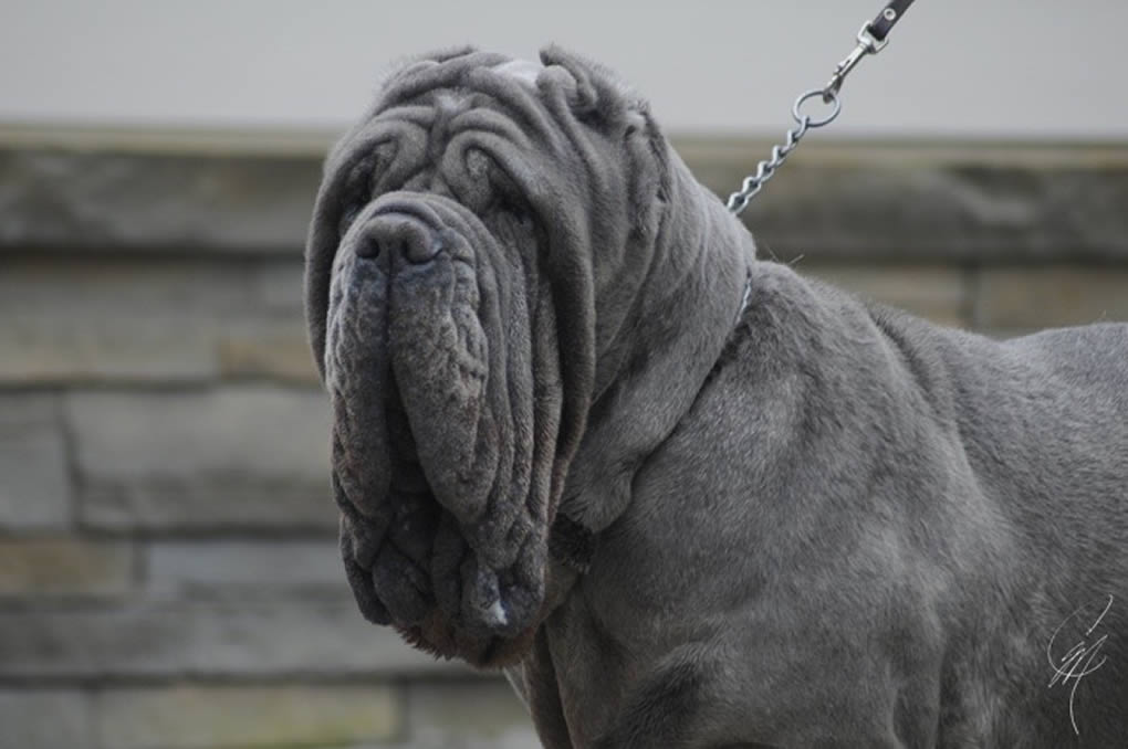 Cinciripini's Mastini │ Neapolitan Mastiff Photo Gallery