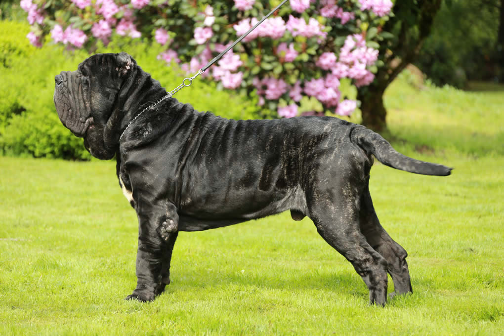 Cinciripini's Mastini │ Neapolitan Mastiff Photo Gallery