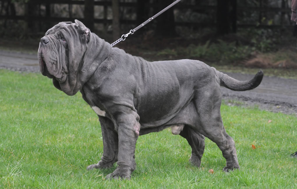Cinciripini's Mastini │ Neapolitan Mastiff Photo Gallery