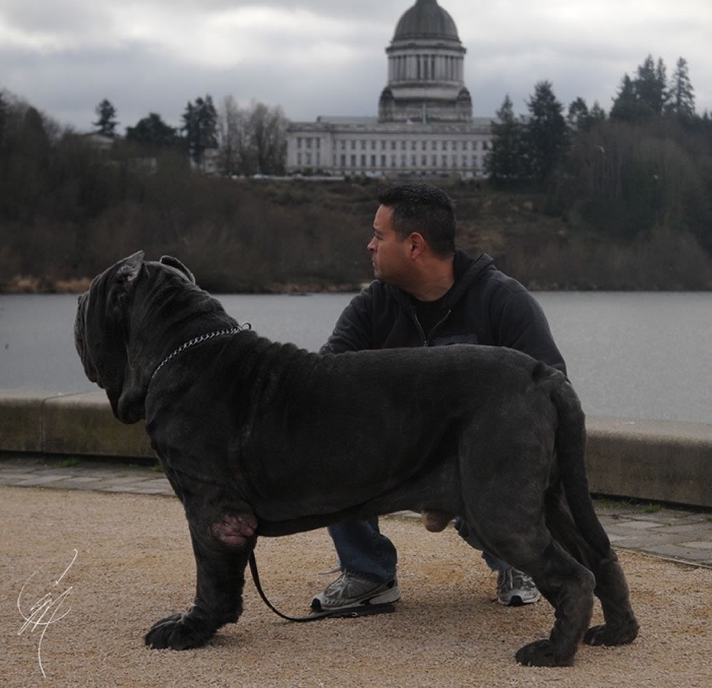 Cinciripini's Mastini │ Neapolitan Mastiff Photo Gallery