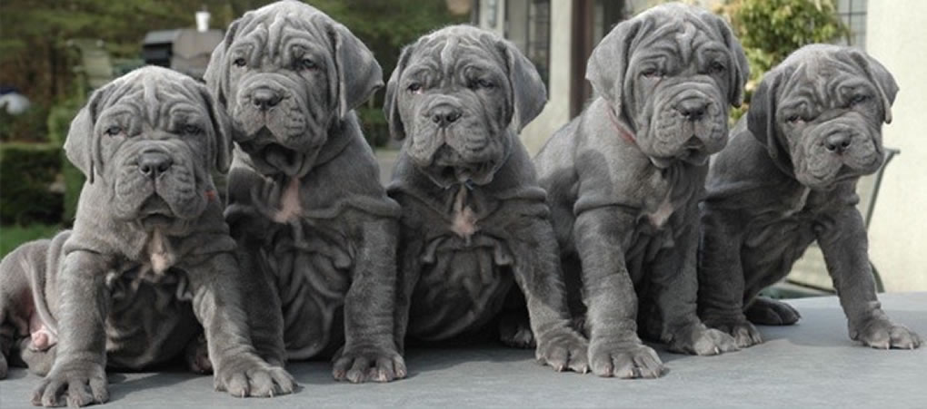 Cinciripini's Mastini │ Neapolitan Mastiff Photo Gallery