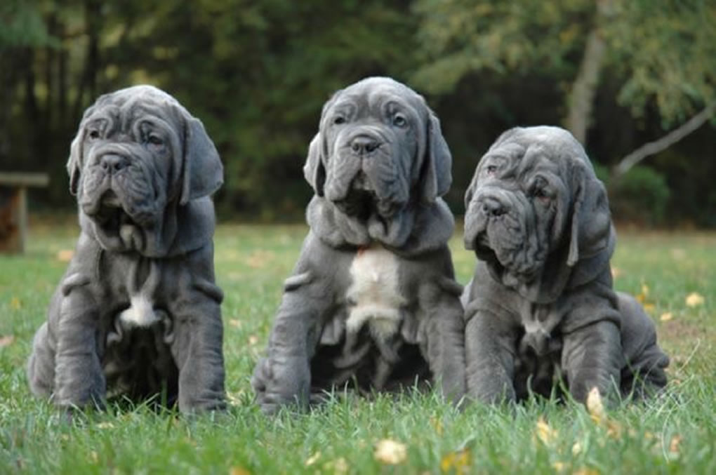 Cinciripini's Mastini │ Neapolitan Mastiff Photo Gallery