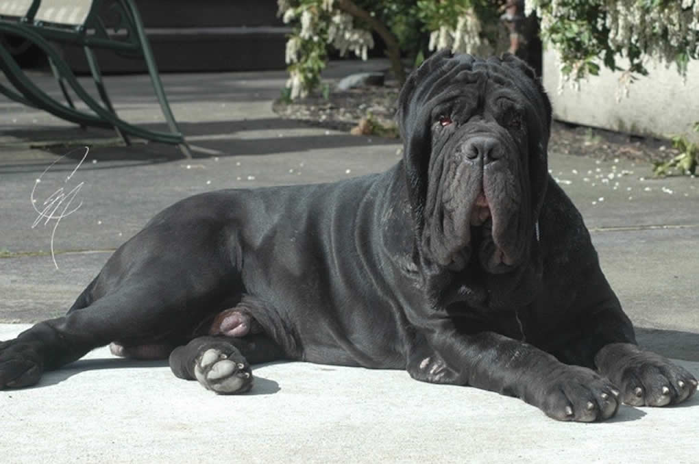 Cinciripini's Mastini │ Neapolitan Mastiff Photo Gallery