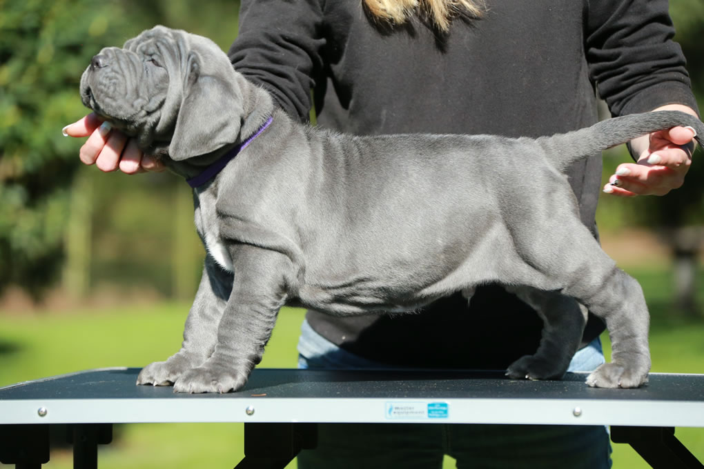Cinciripini's Mastini │ Neapolitan Mastiff Puppies