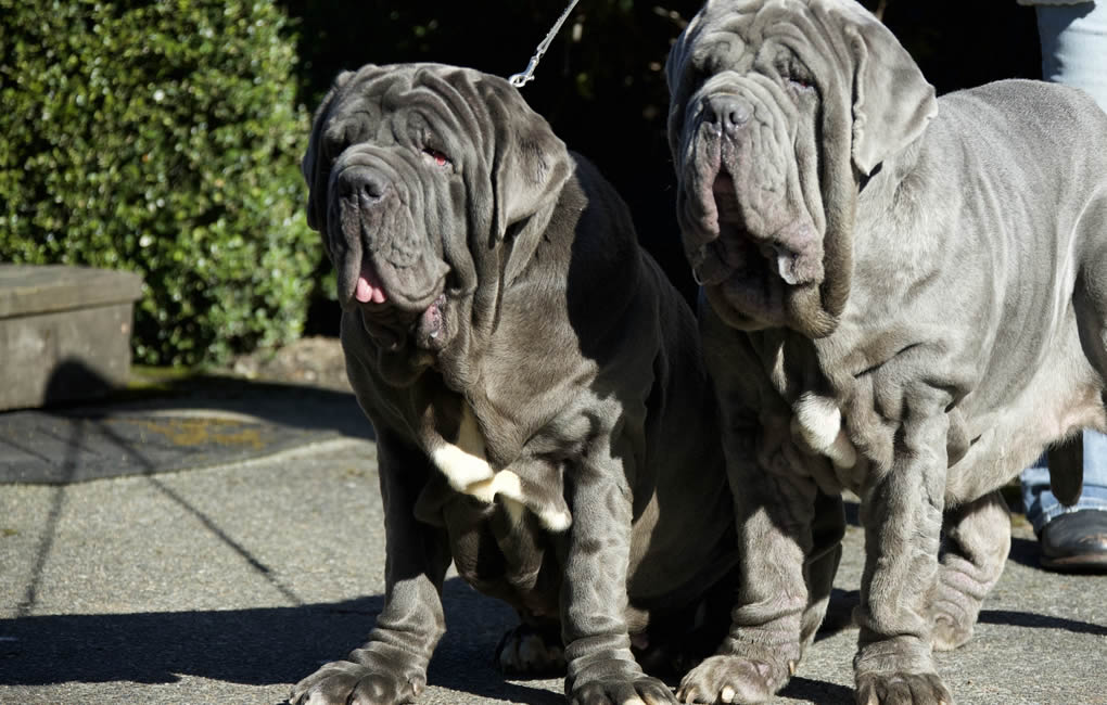 Cinciripini's Mastini │ Neapolitan Mastiff Photo Gallery
