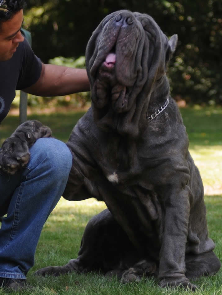 Cinciripini's Mastini │ Neapolitan Mastiff Photo Gallery