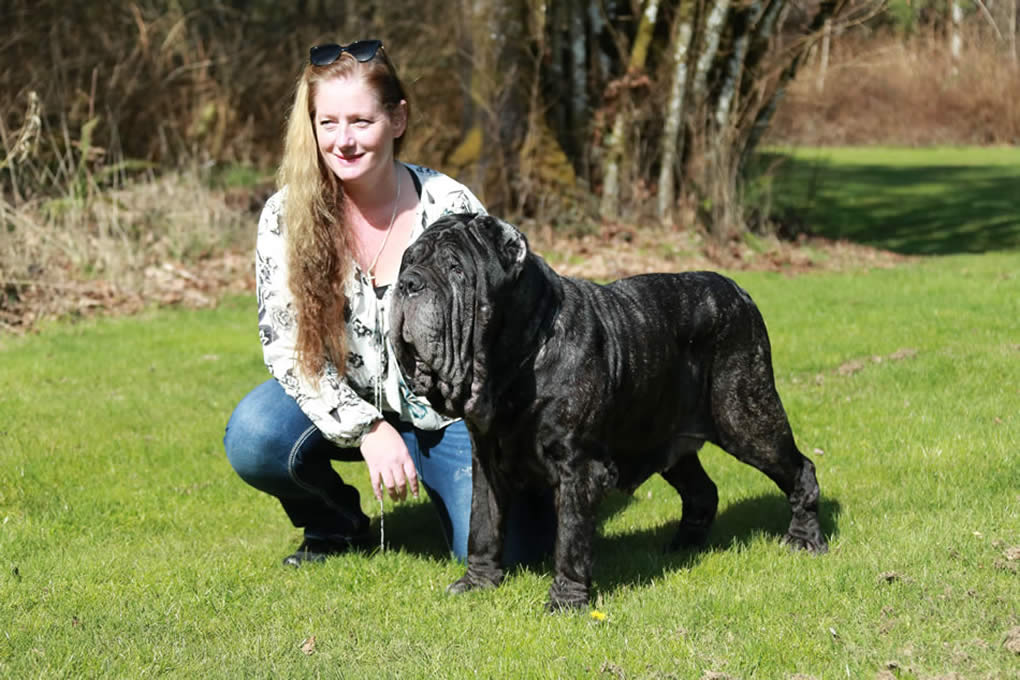 Cinciripini's Mastini │ Neapolitan Mastiff Photo Gallery