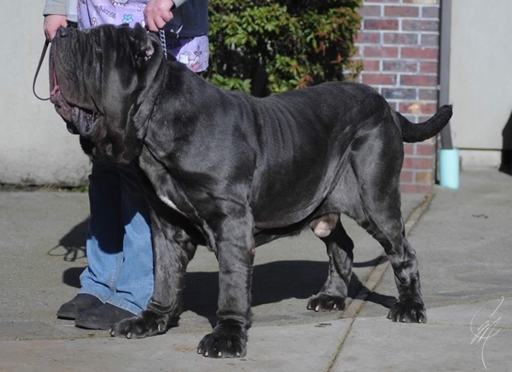 Cinciripini's Mastini │ Neapolitan Mastiff Photo Gallery