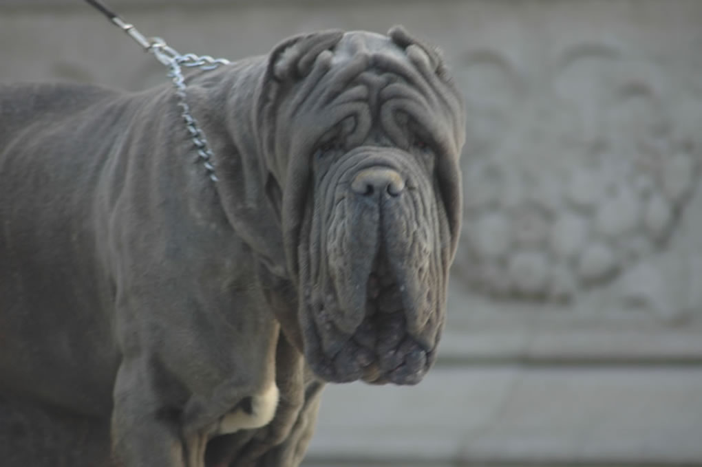 Cinciripini's Mastini │ Neapolitan Mastiff Photo Gallery