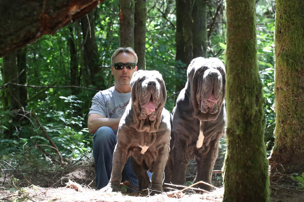 Cinciripini's Mastini │ Neapolitan Mastiff Photo Gallery