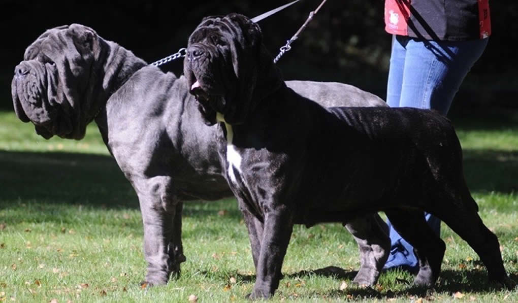 Cinciripini's Mastini │ Neapolitan Mastiff Photo Gallery