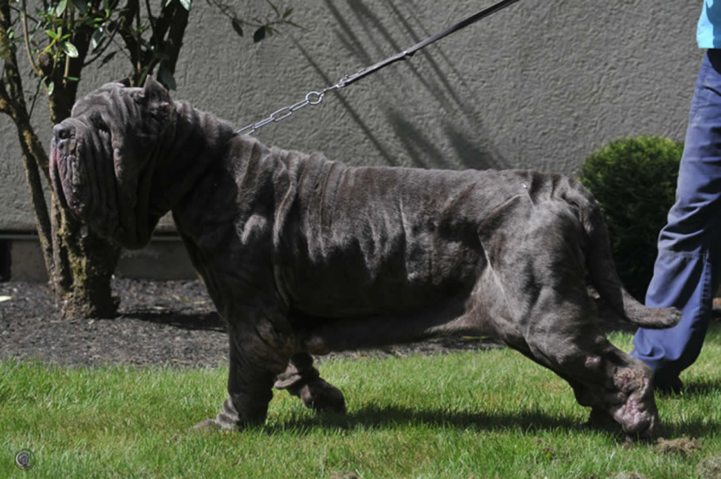 Cinciripini's Mastini │ Neapolitan Mastiff Photo Gallery