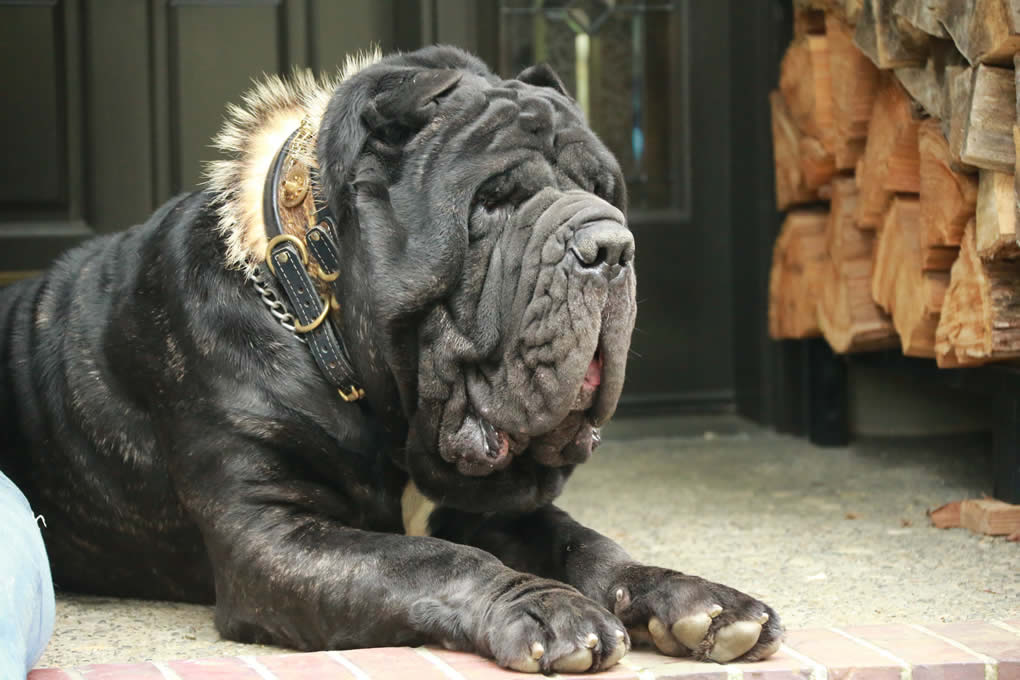 Cinciripini's Mastini │ Neapolitan Mastiff Photo Gallery