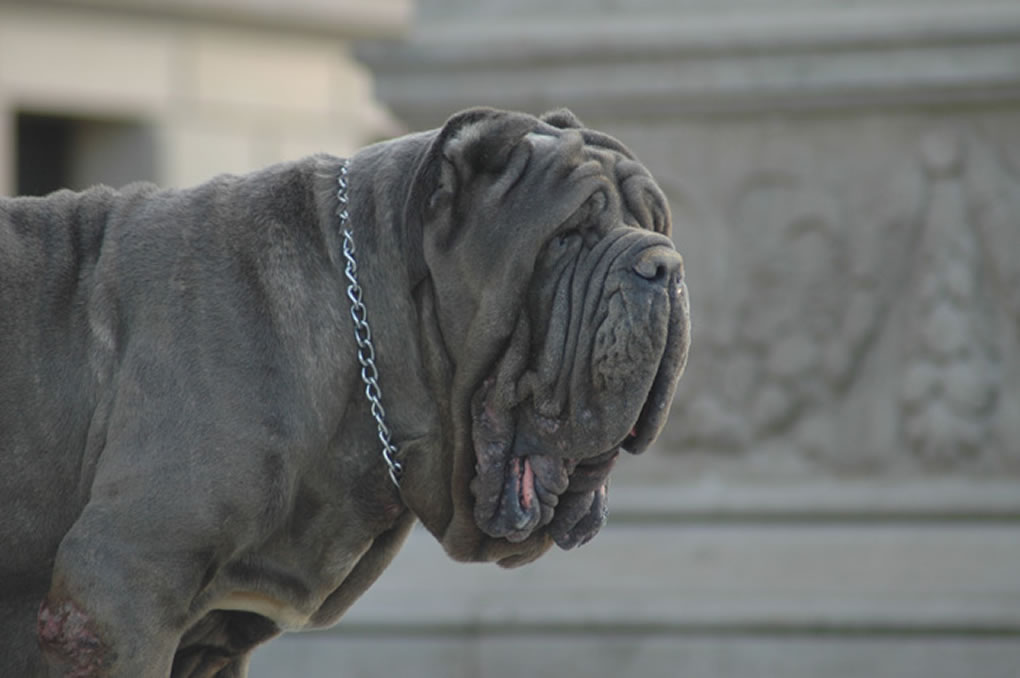 Cinciripini's Mastini │ Neapolitan Mastiff Photo Gallery