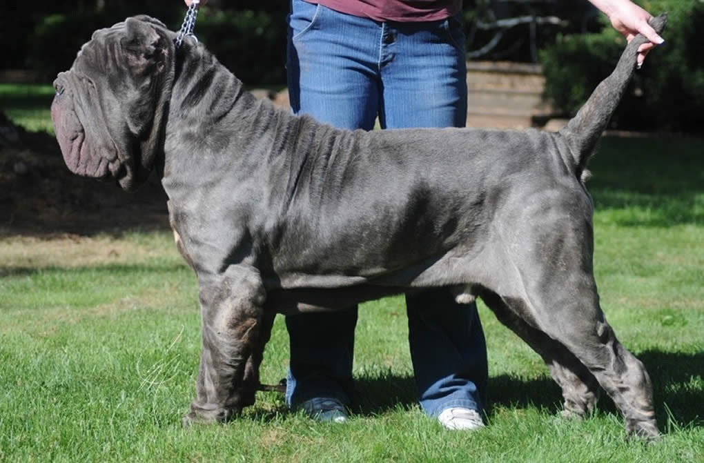 Cinciripini's Mastini │ Neapolitan Mastiff Photo Gallery