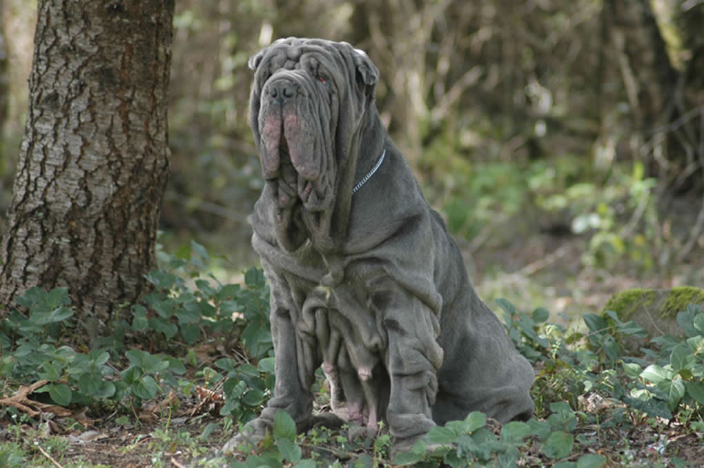 Cinciripini's Mastini │ Neapolitan Mastiff Photo Gallery