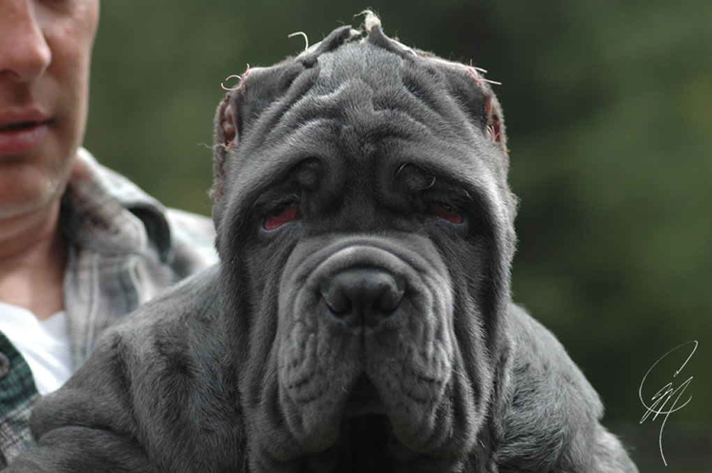 Cinciripini's Mastini │ Neapolitan Mastiff Photo Gallery