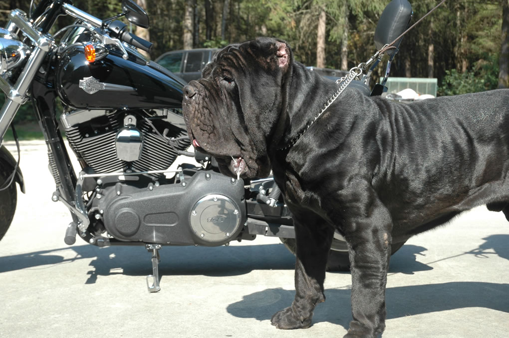 Cinciripini's Mastini │ Neapolitan Mastiff Photo Gallery