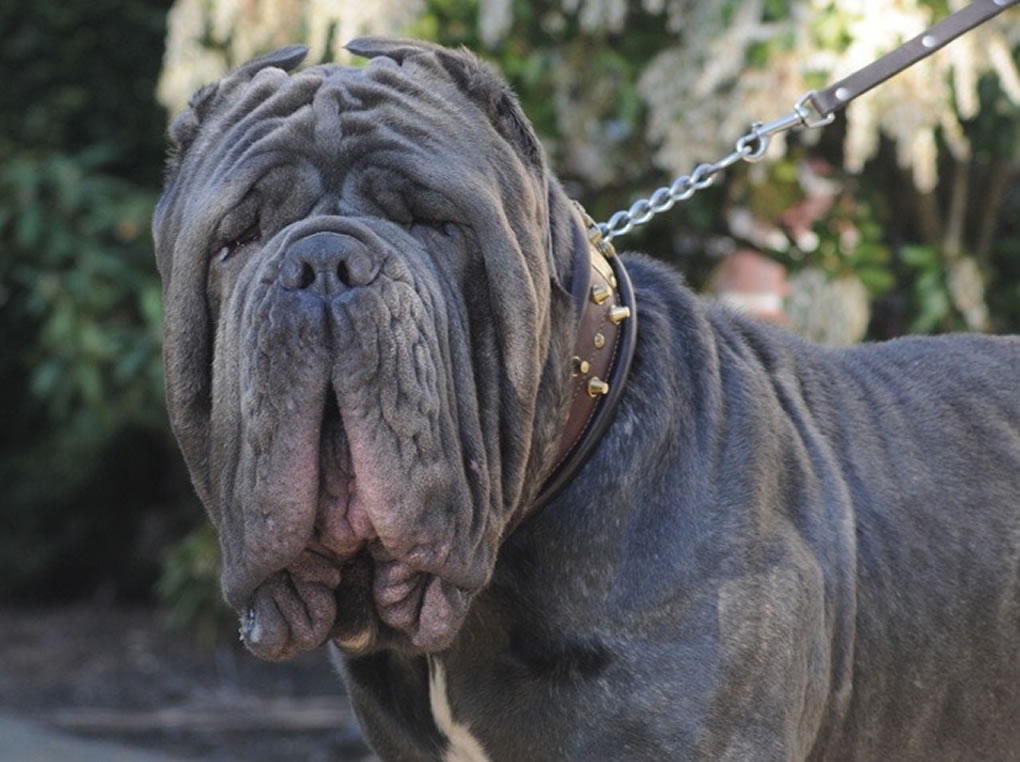 Cinciripini's Mastini │ Neapolitan Mastiff Photo Gallery