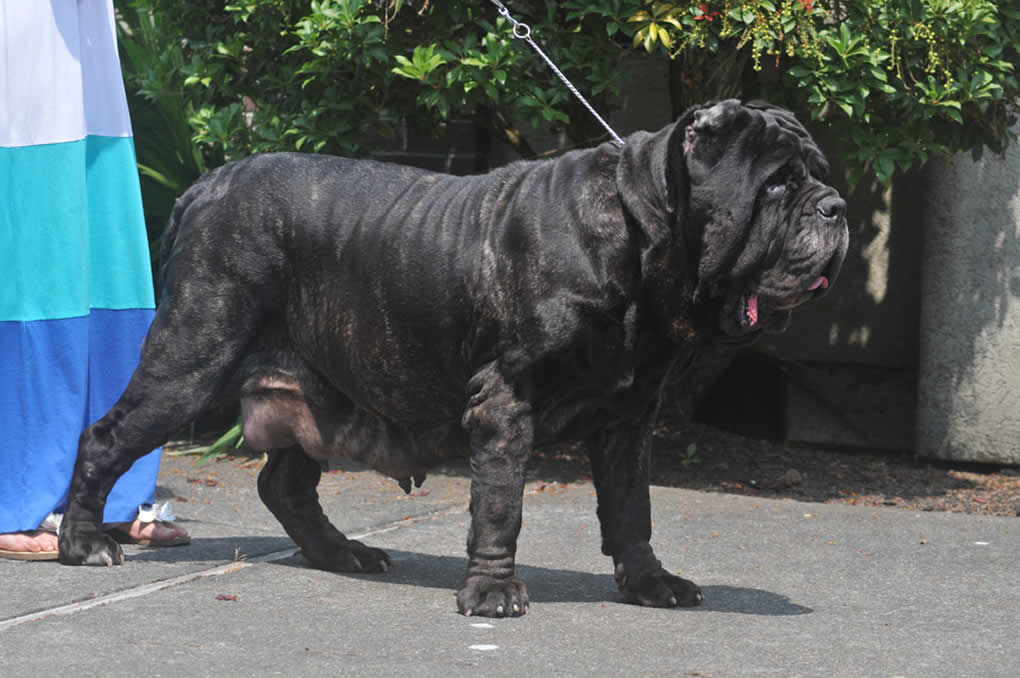 Cinciripini's Mastini │ Neapolitan Mastiff Photo Gallery