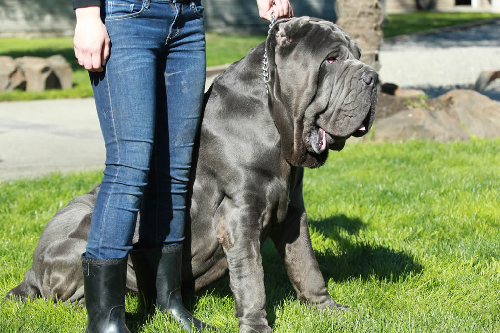 Cinciripini's Mastini │ Neapolitan Mastiff Photo Gallery