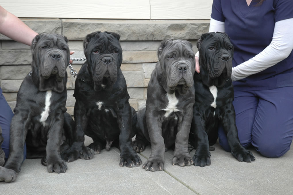 Cinciripini's Mastini │ Neapolitan Mastiff Photo Gallery