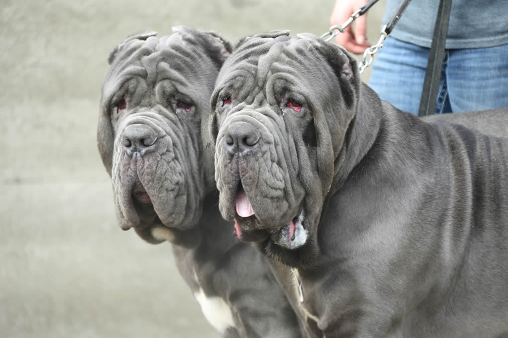 Cinciripini's Mastini │ Neapolitan Mastiff Photo Gallery
