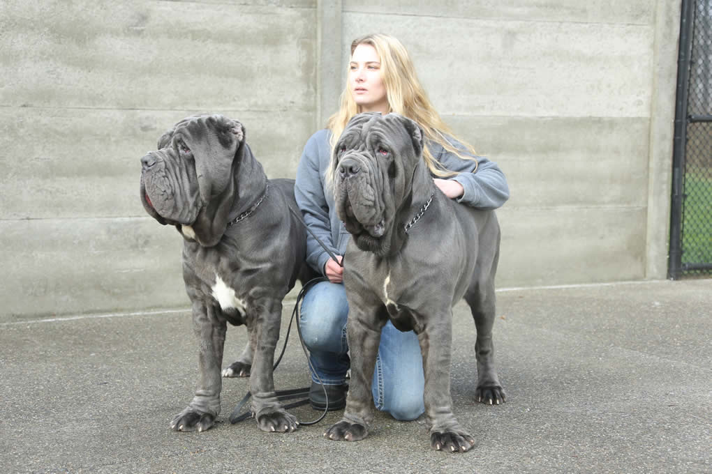 Cinciripini's Mastini │ Neapolitan Mastiff Photo Gallery