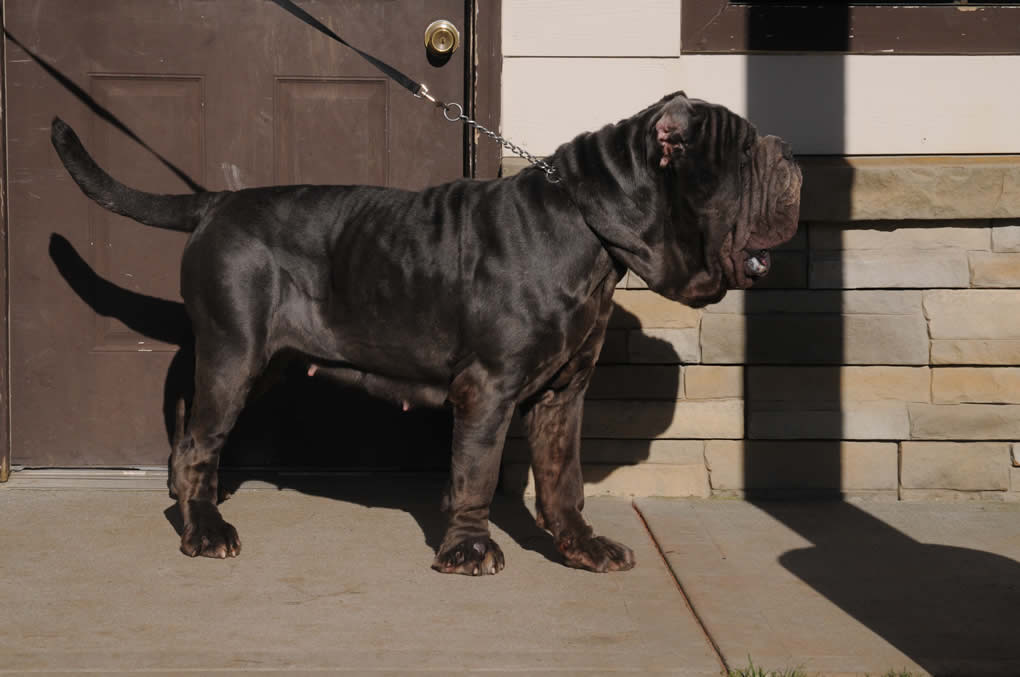 Cinciripini's Mastini │ Neapolitan Mastiff Photo Gallery