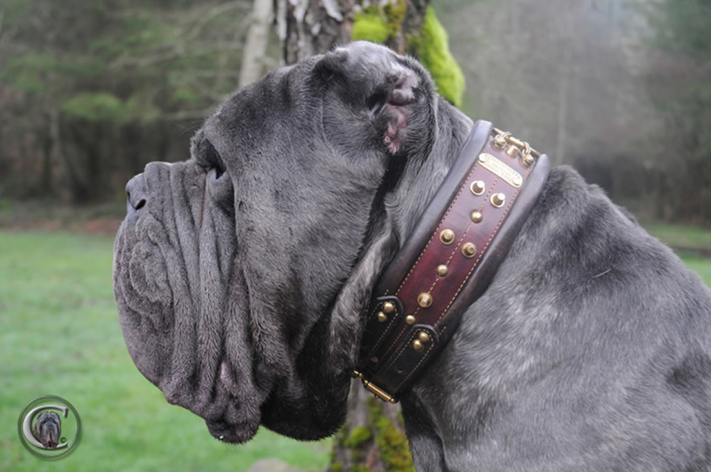 Cinciripini's Mastini │ Neapolitan Mastiff Photo Gallery