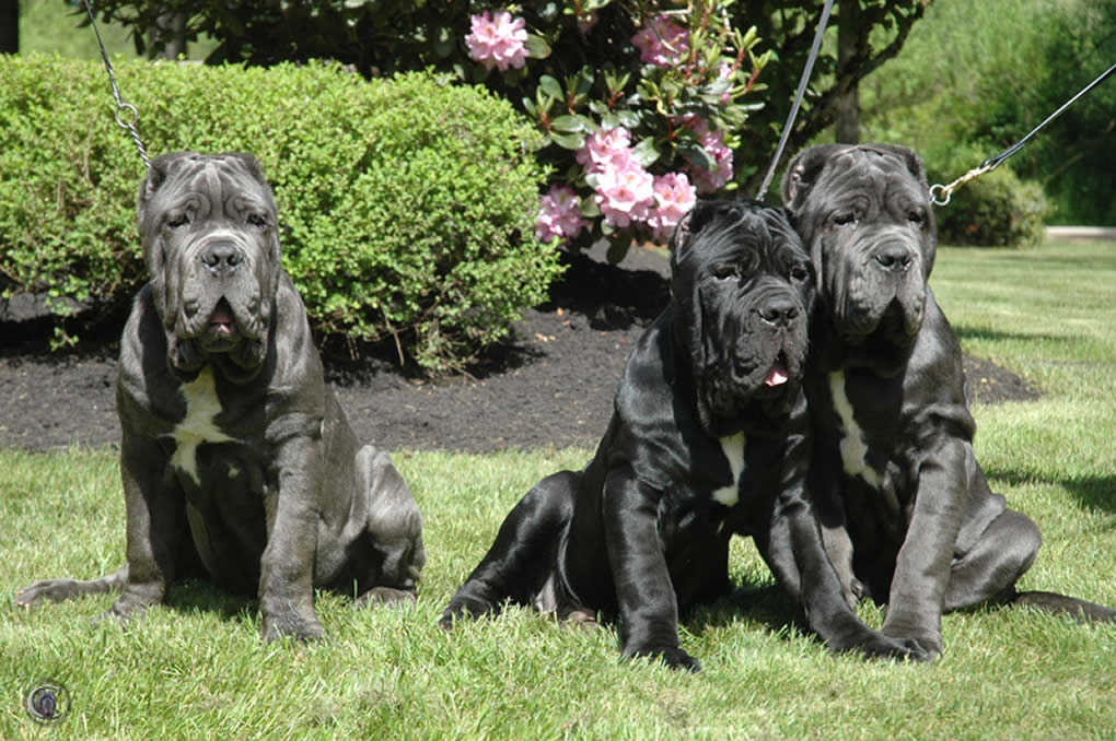 Cinciripini's Mastini │ Neapolitan Mastiff Photo Gallery